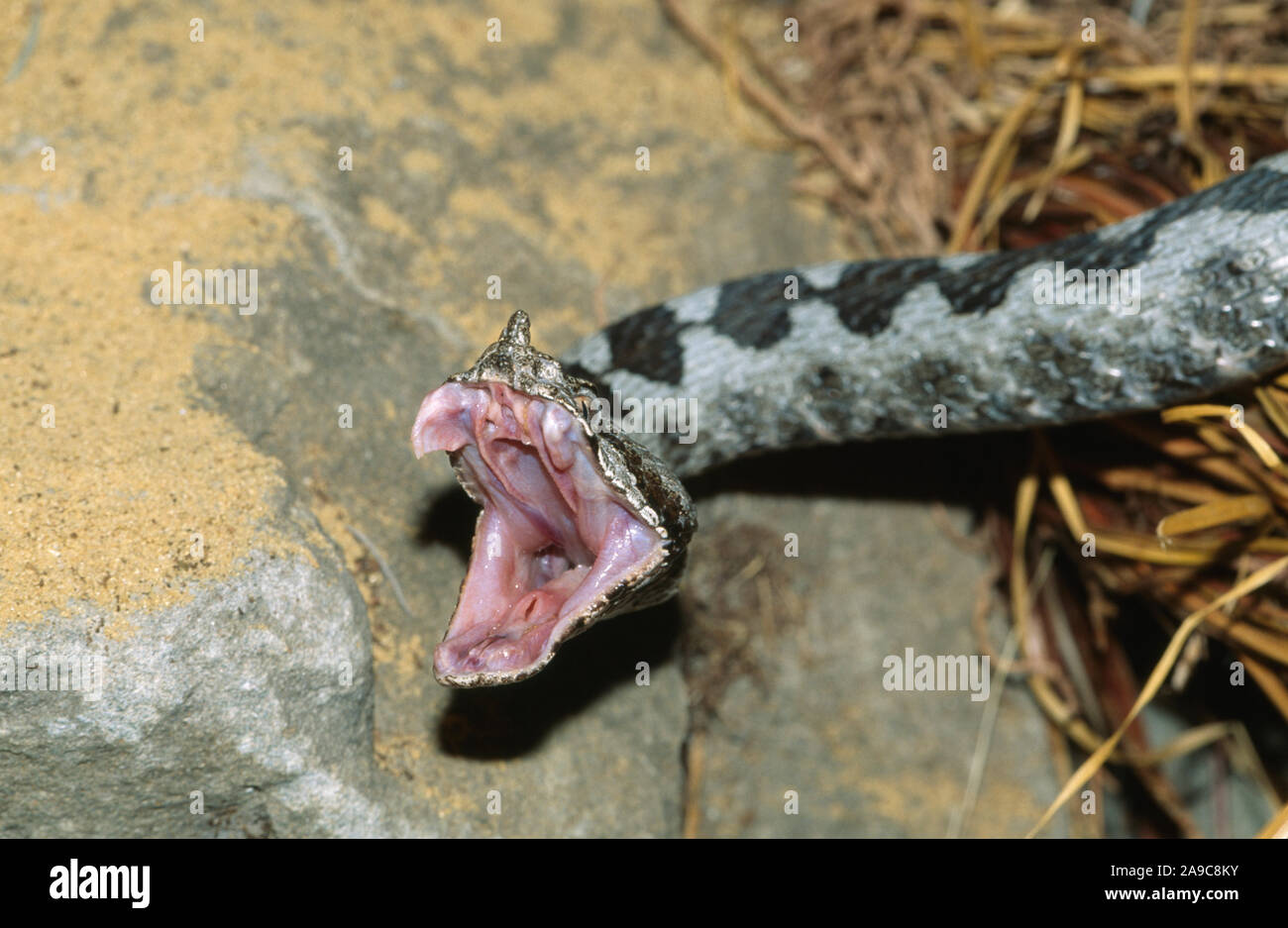 Horned Viper Striking