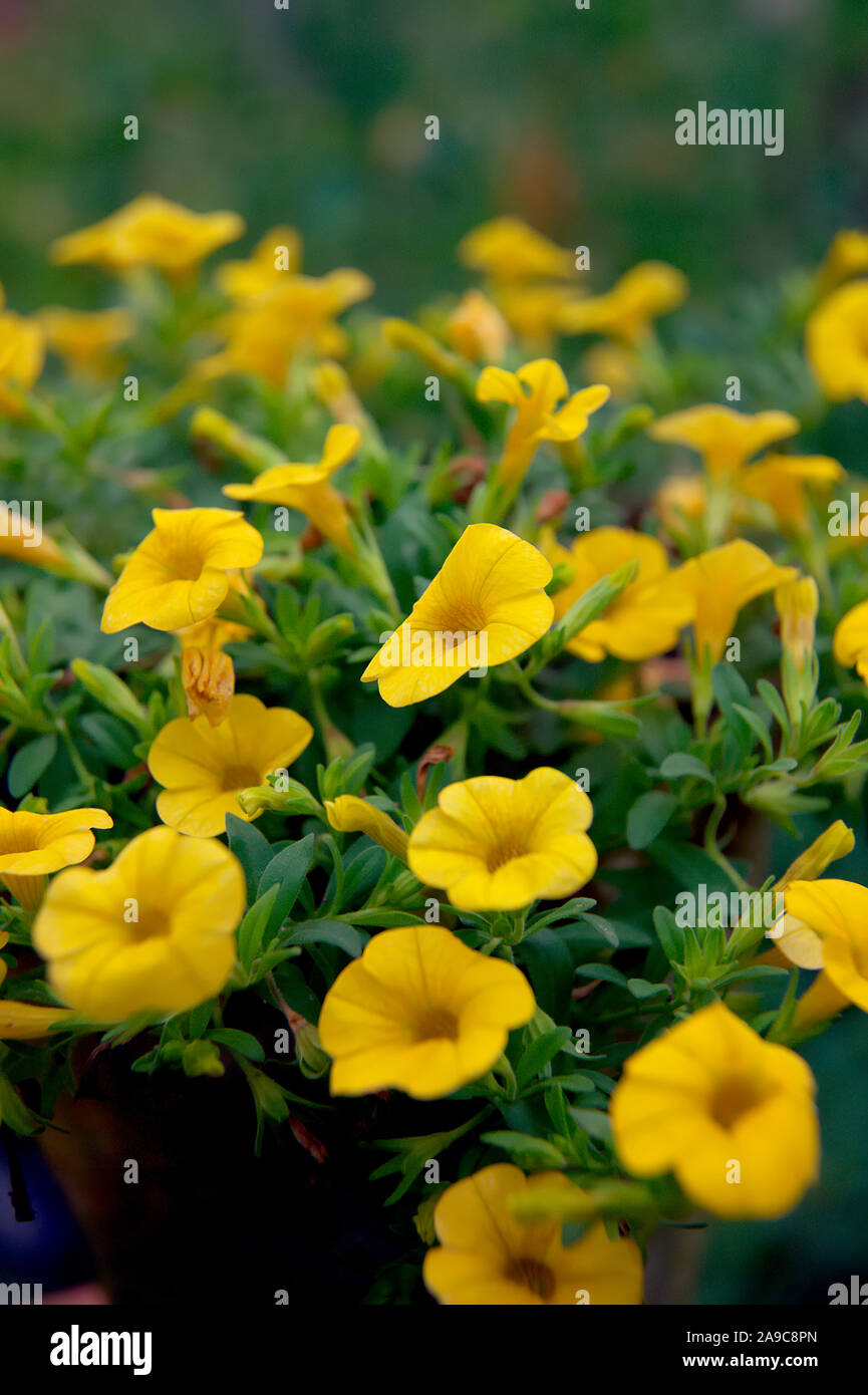 Deep yellow hi-res stock photography and images - Alamy