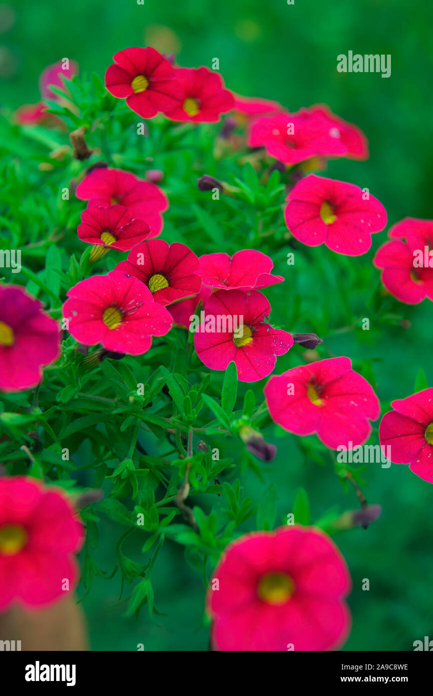 Calibrachoa hi-res stock photography and images - Alamy