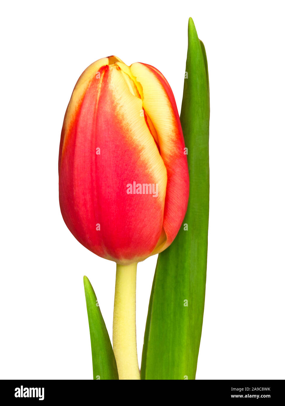 One red tulip isolated against white background Stock Photo - Alamy
