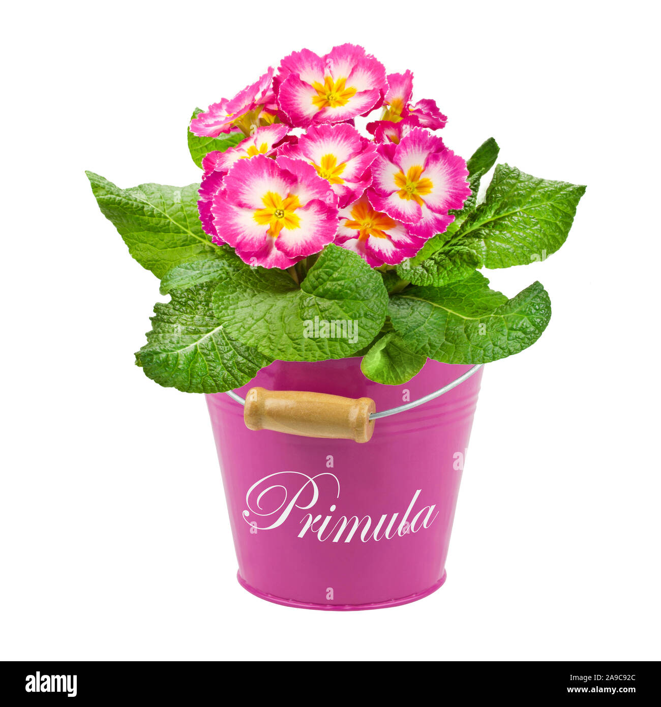 Primroses botany Cut Out Stock Images & Pictures - Alamy