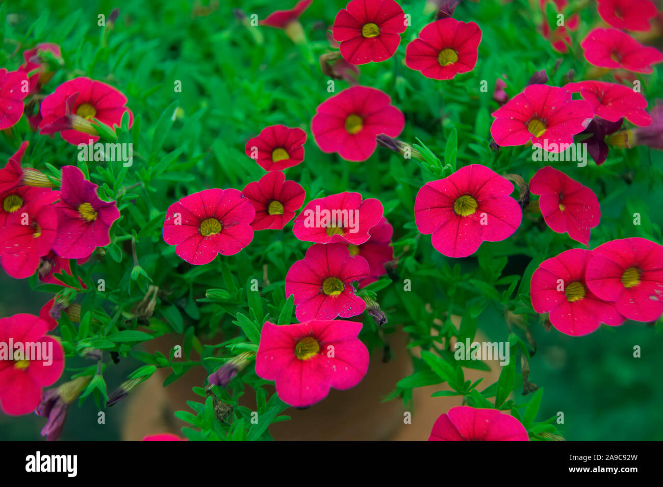 Calibrachoa hi-res stock photography and images - Alamy