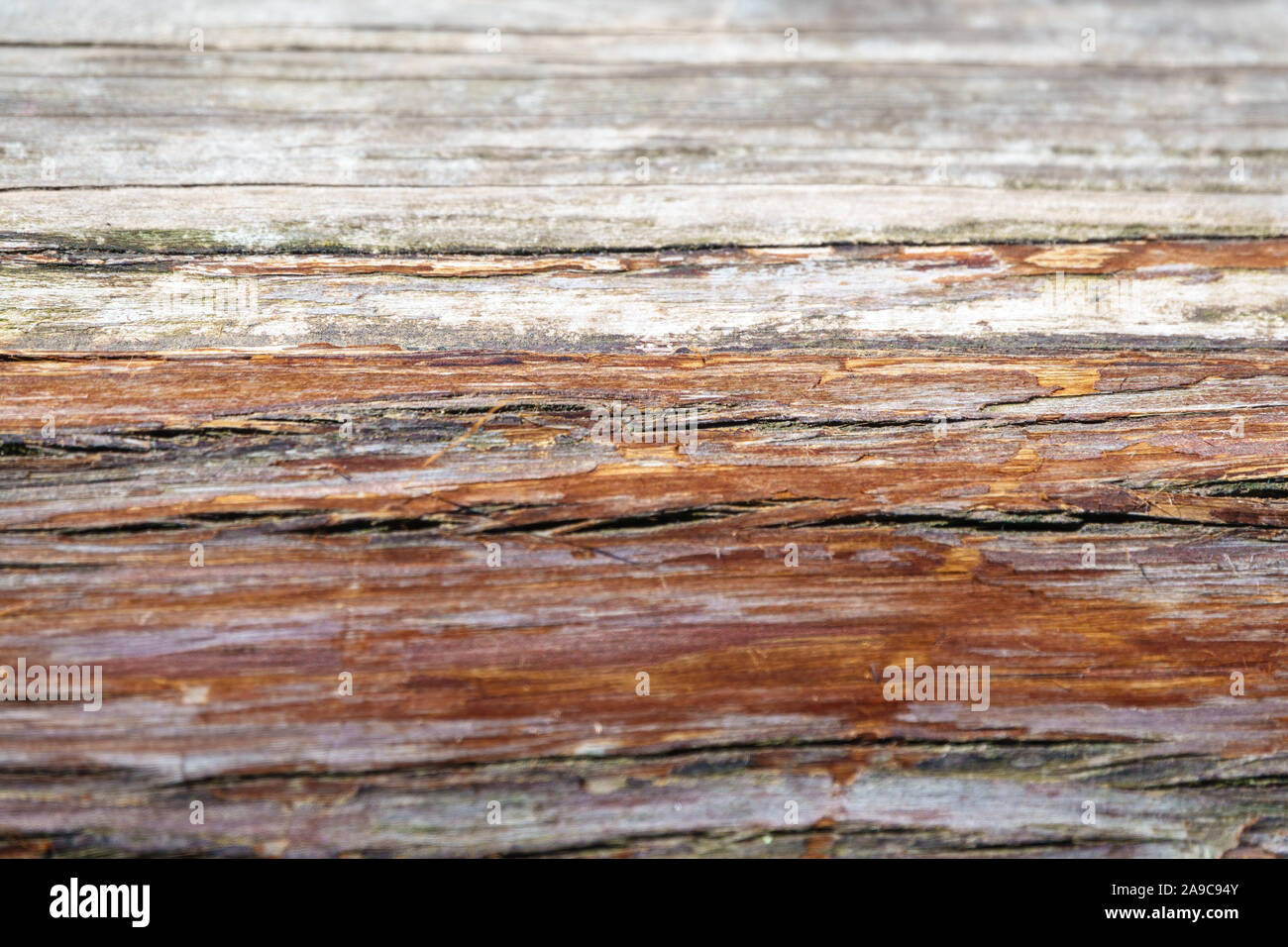 Texture of the bark of an old eucalyptus. Close-up nature texture of ...