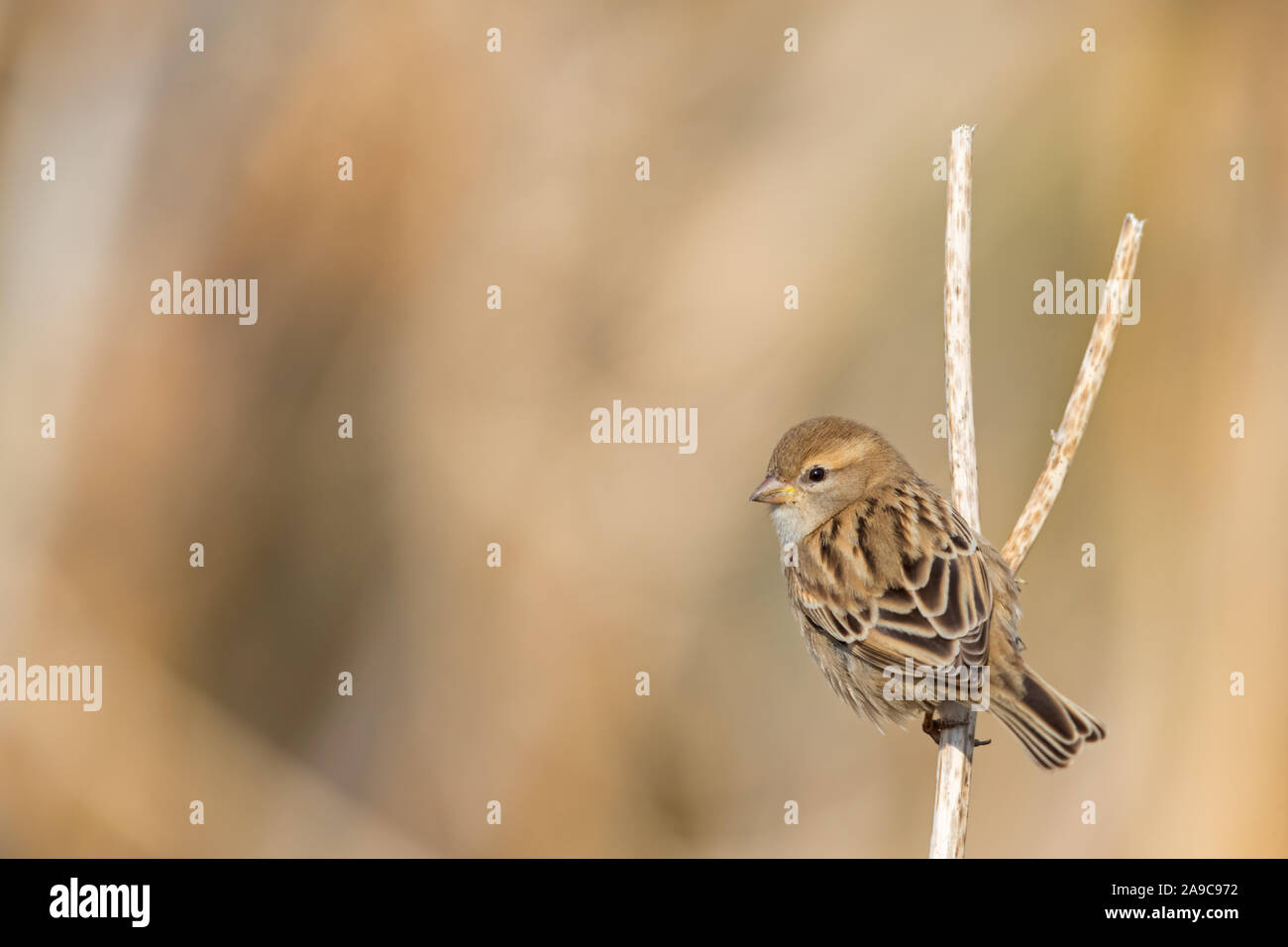 Sperlinge hi-res stock photography and images - Alamy