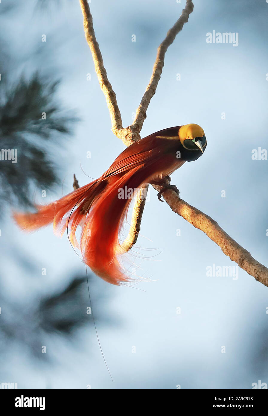 Raggiana Bird-of-paradise (Paradisaea raggiana) adult male perched on ...