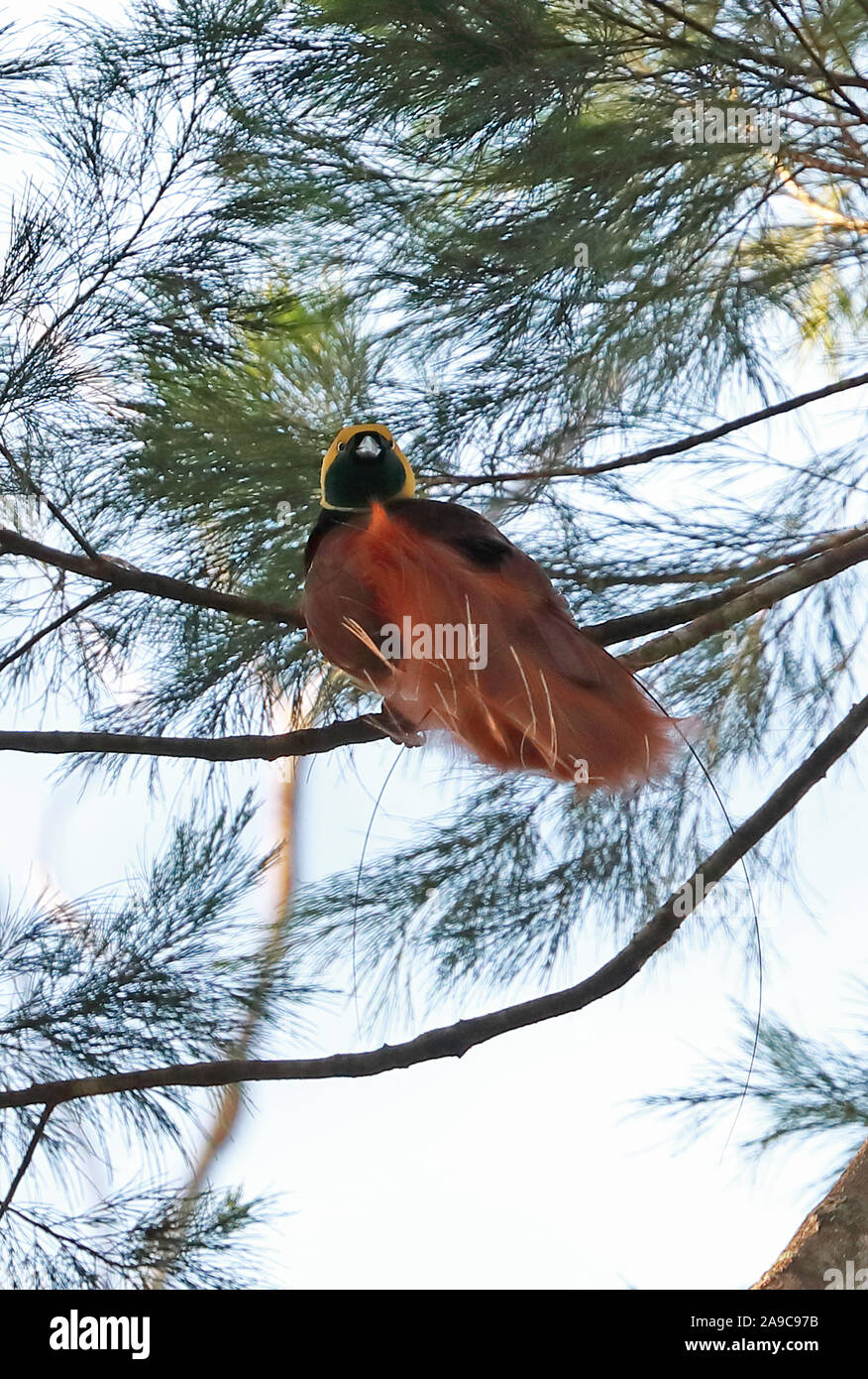 Raggiana Bird-of-paradise (Paradisaea raggiana) adult male perched on ...