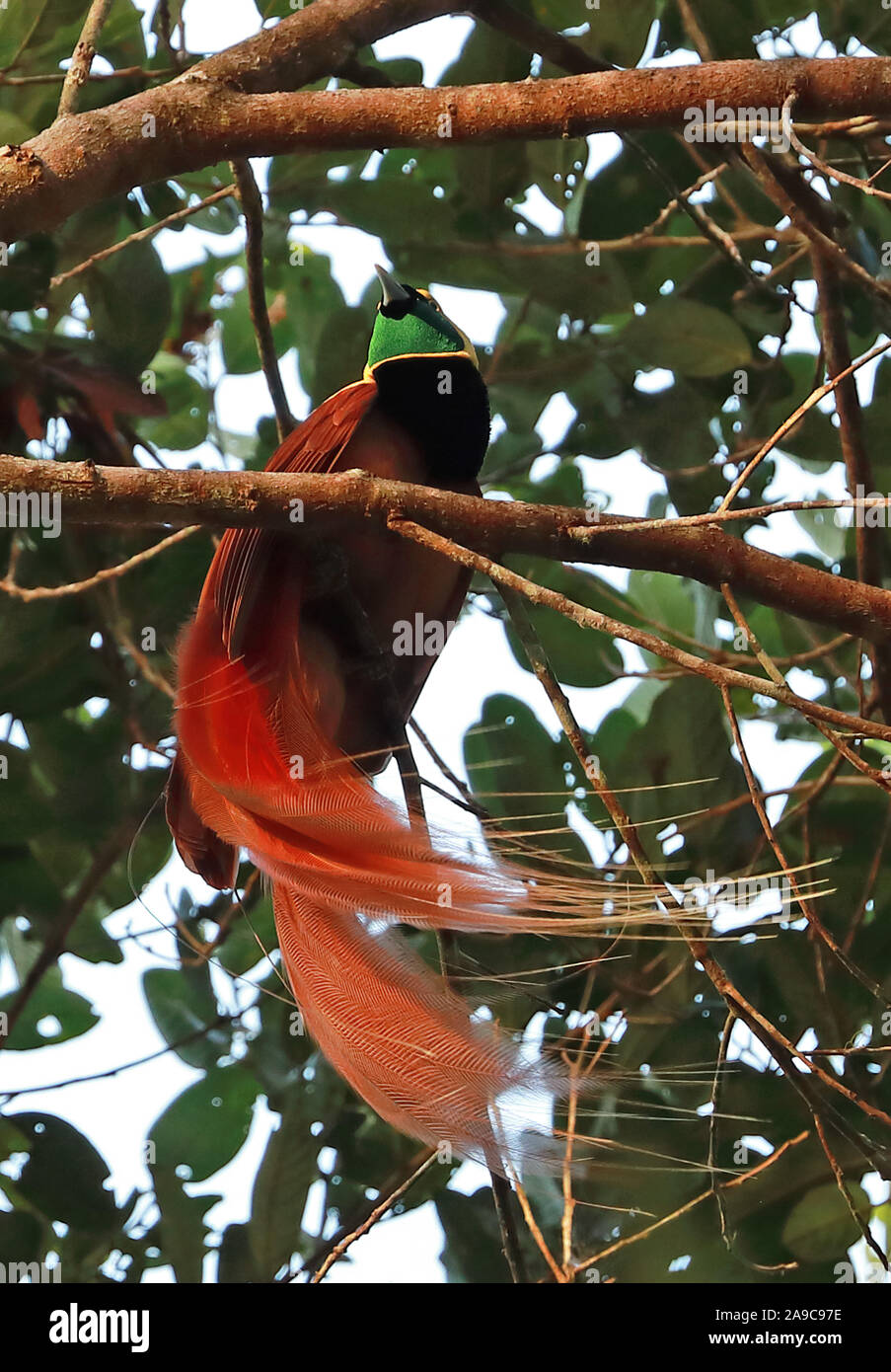 Raggiana Bird-of-paradise (Paradisaea raggiana) adult male perched on ...