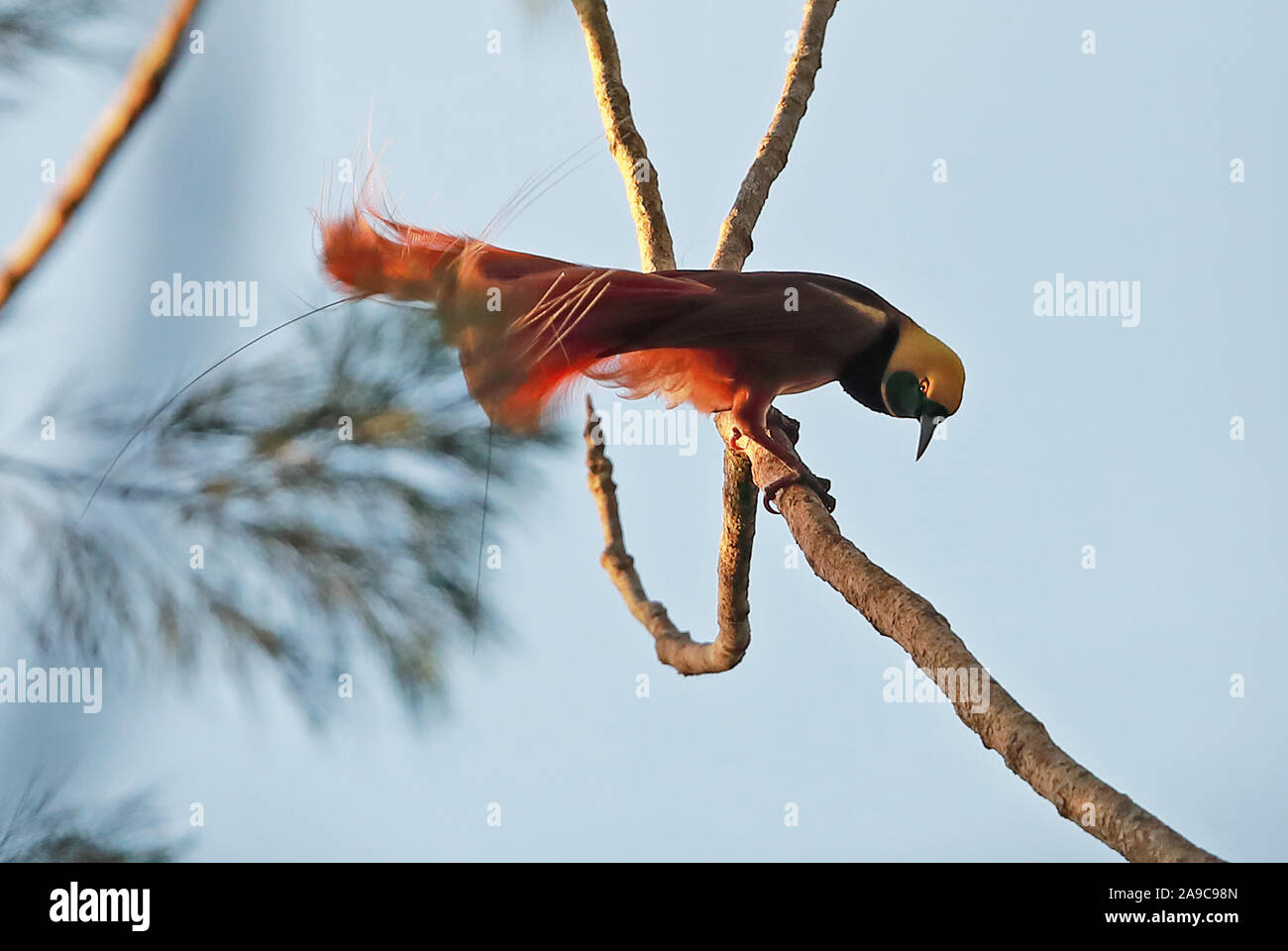 Papua new guinea bird of paradise hi-res stock photography and images ...