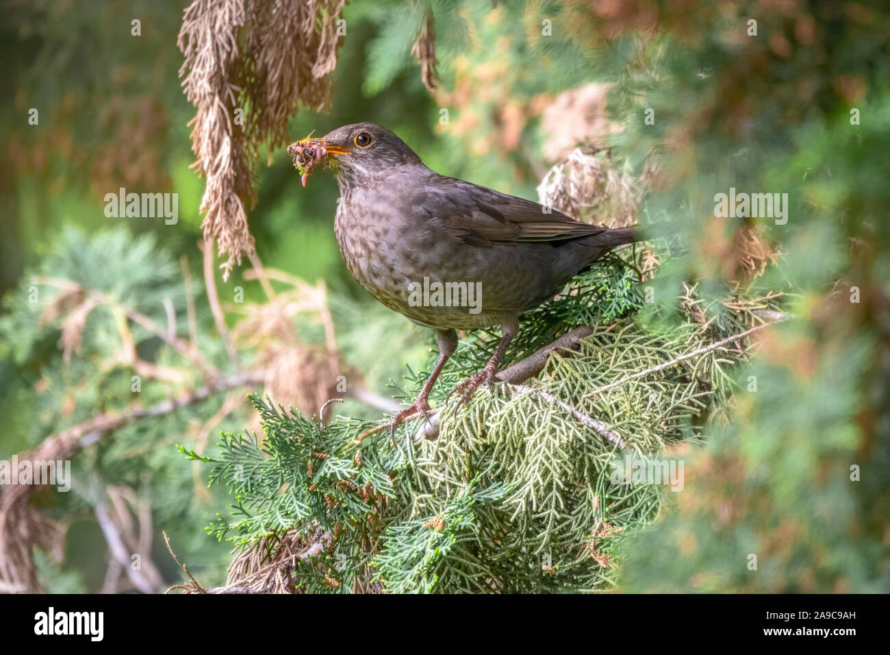 Merula garden bird earthworm hi-res stock photography and images - Alamy