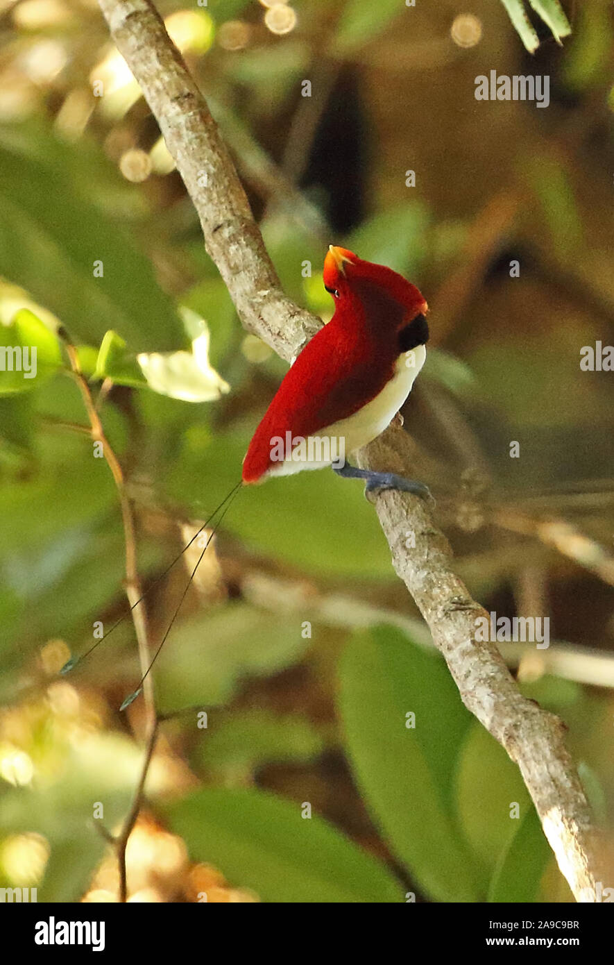 King Bird-of-paradise (Cicinnurus regius regius) adult male perched on ...