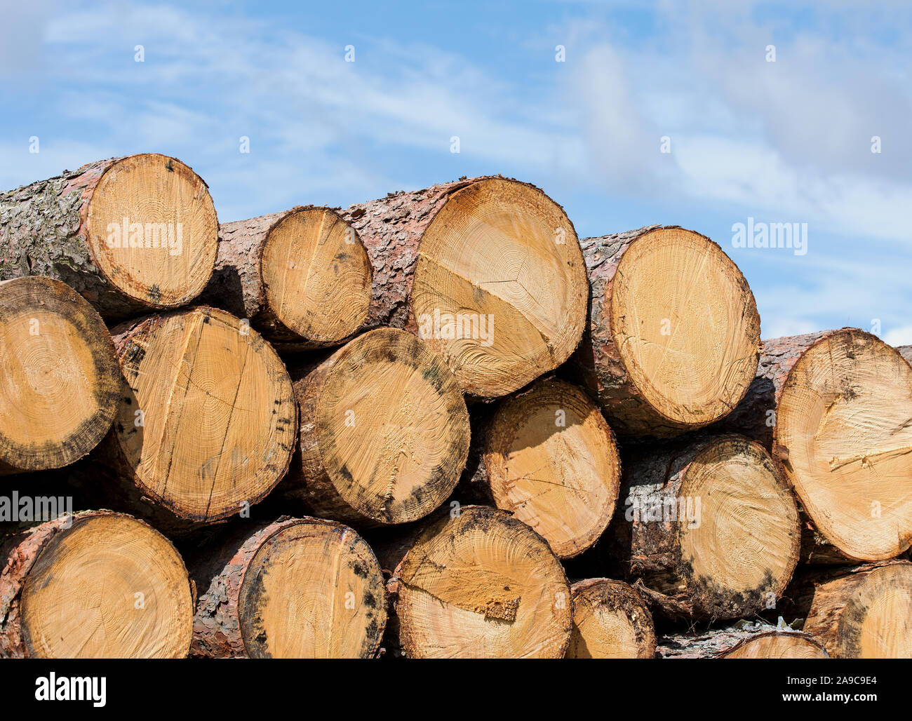 Stacked wood trunks on the edge of the forest Stock Photo - Alamy