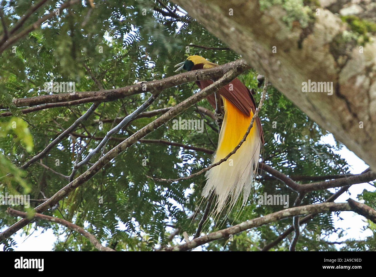 Papua New Guinea Bird Of Paradise Stock Photos & Papua New Guinea Bird ...