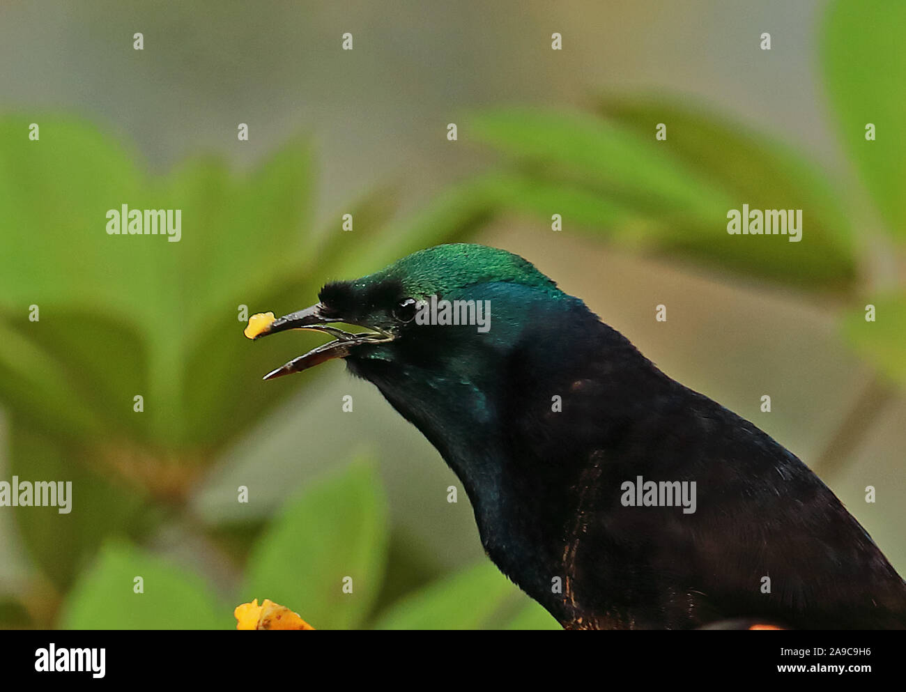 Ribbon tailed astrapia hi-res stock photography and images - Alamy