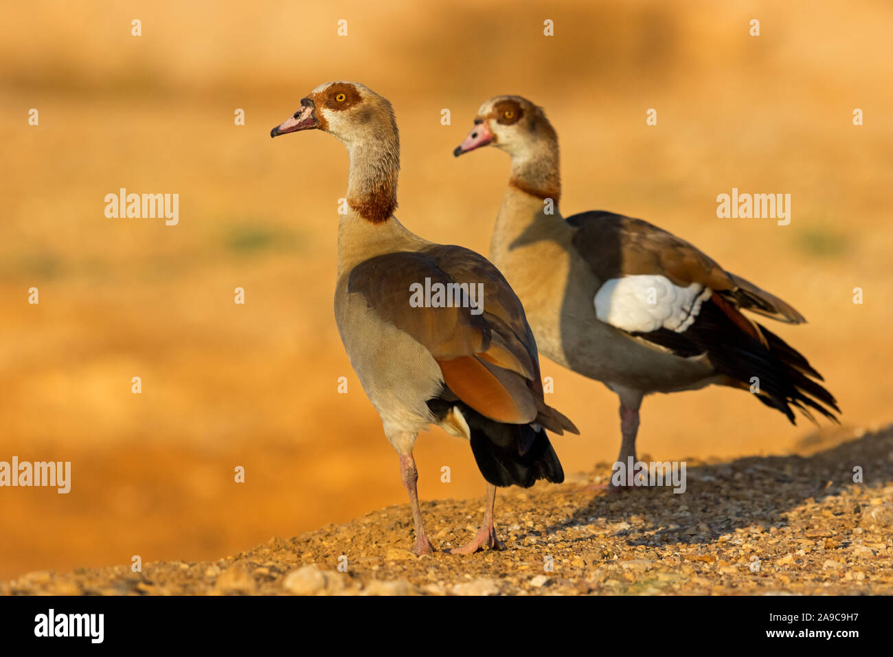 Nilgans, Alopochen aegyptiacus Stock Photo - Alamy