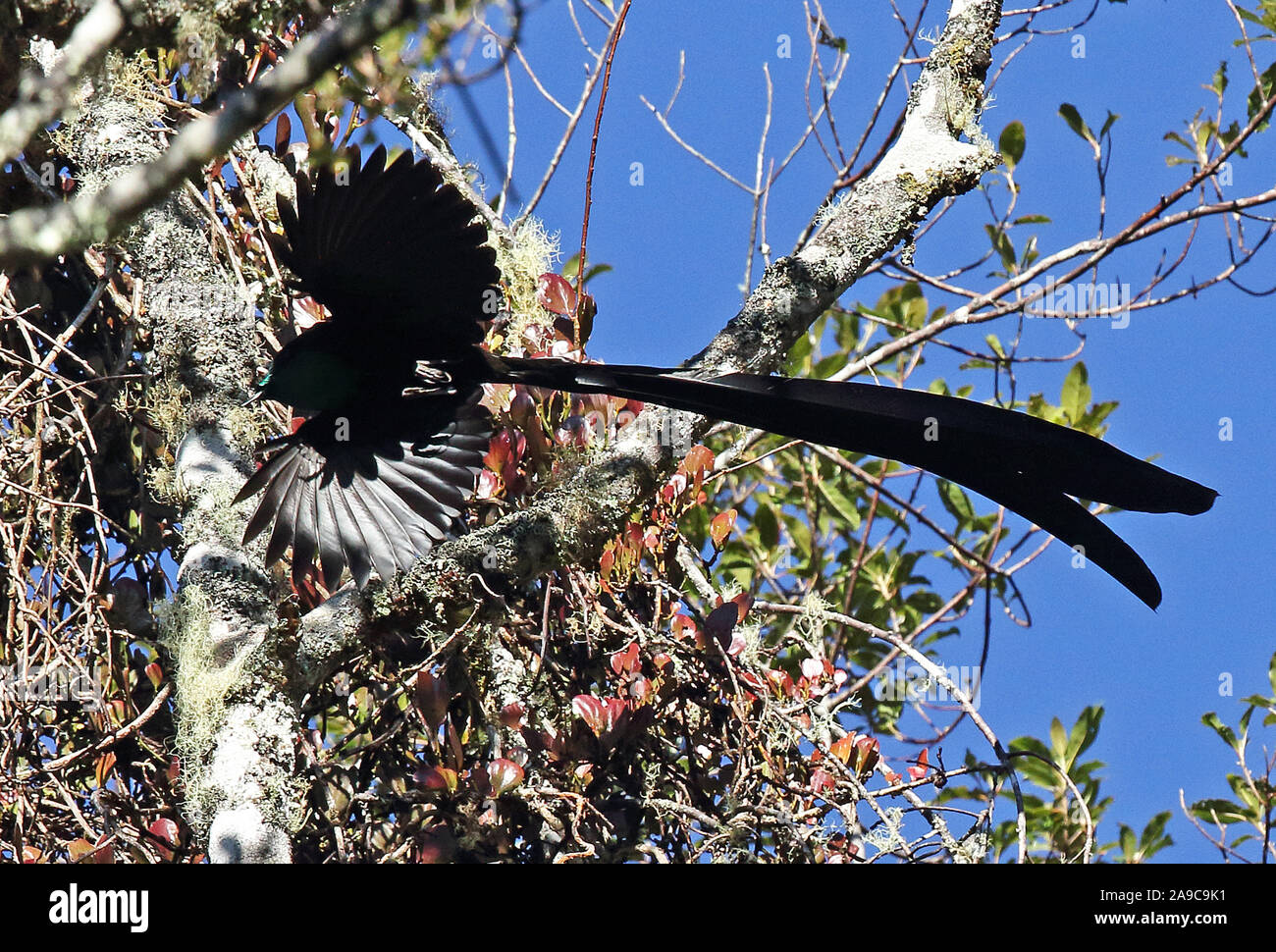 Princess stephanie's astrapia, astrapia hi-res stock photography and ...