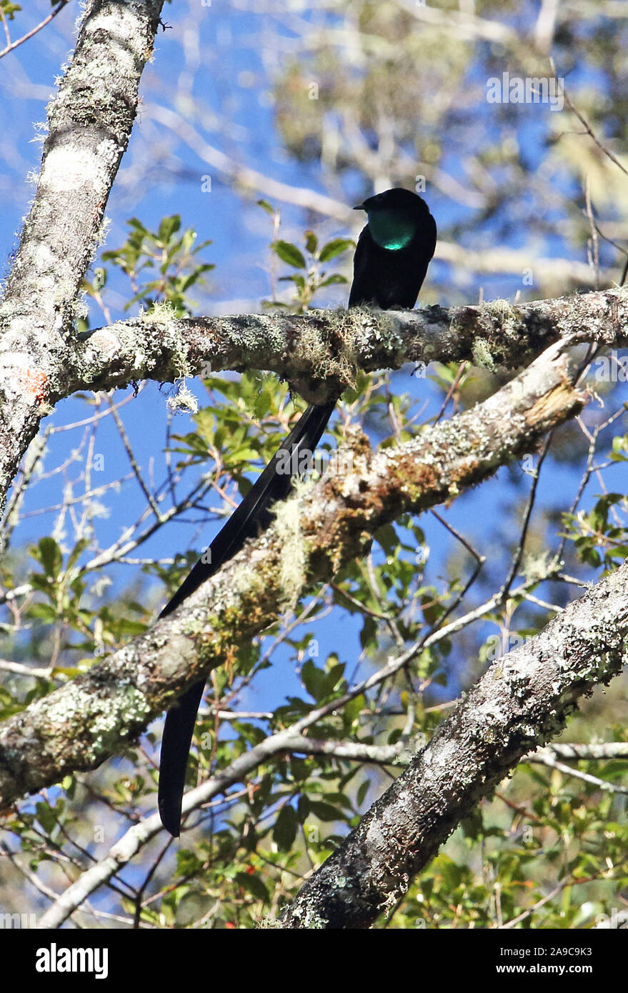 Astrapia papua new guinea hi-res stock photography and images - Alamy