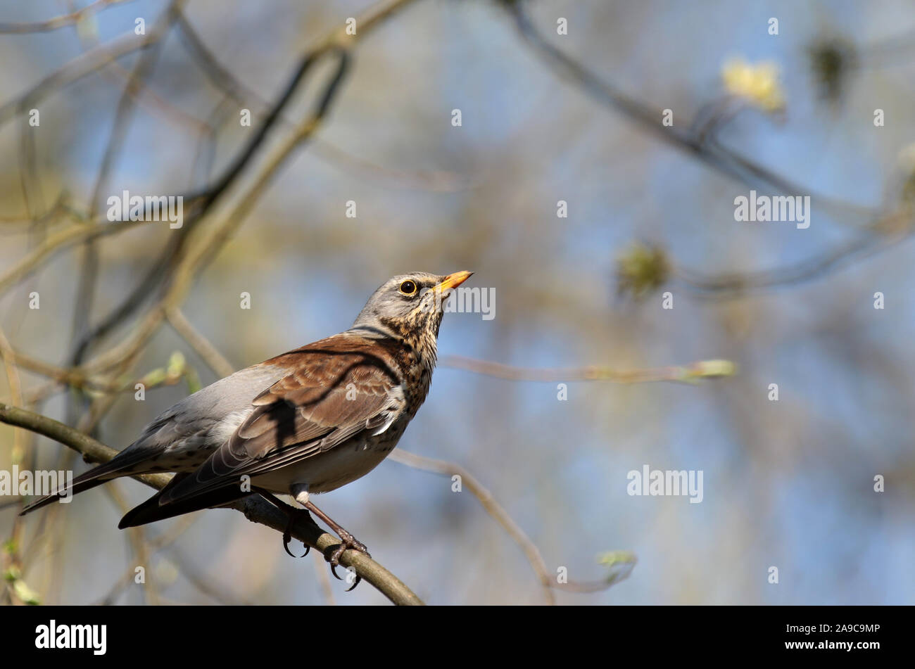 Fieldfare sitting on branch hi-res stock photography and images - Alamy