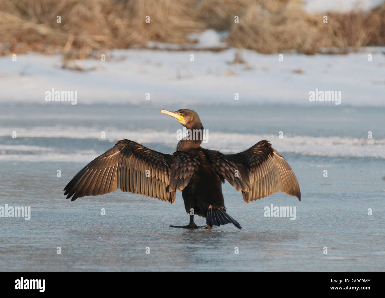 bird,cormorant drying its wings standing on a frozen lake Stock Photo ...