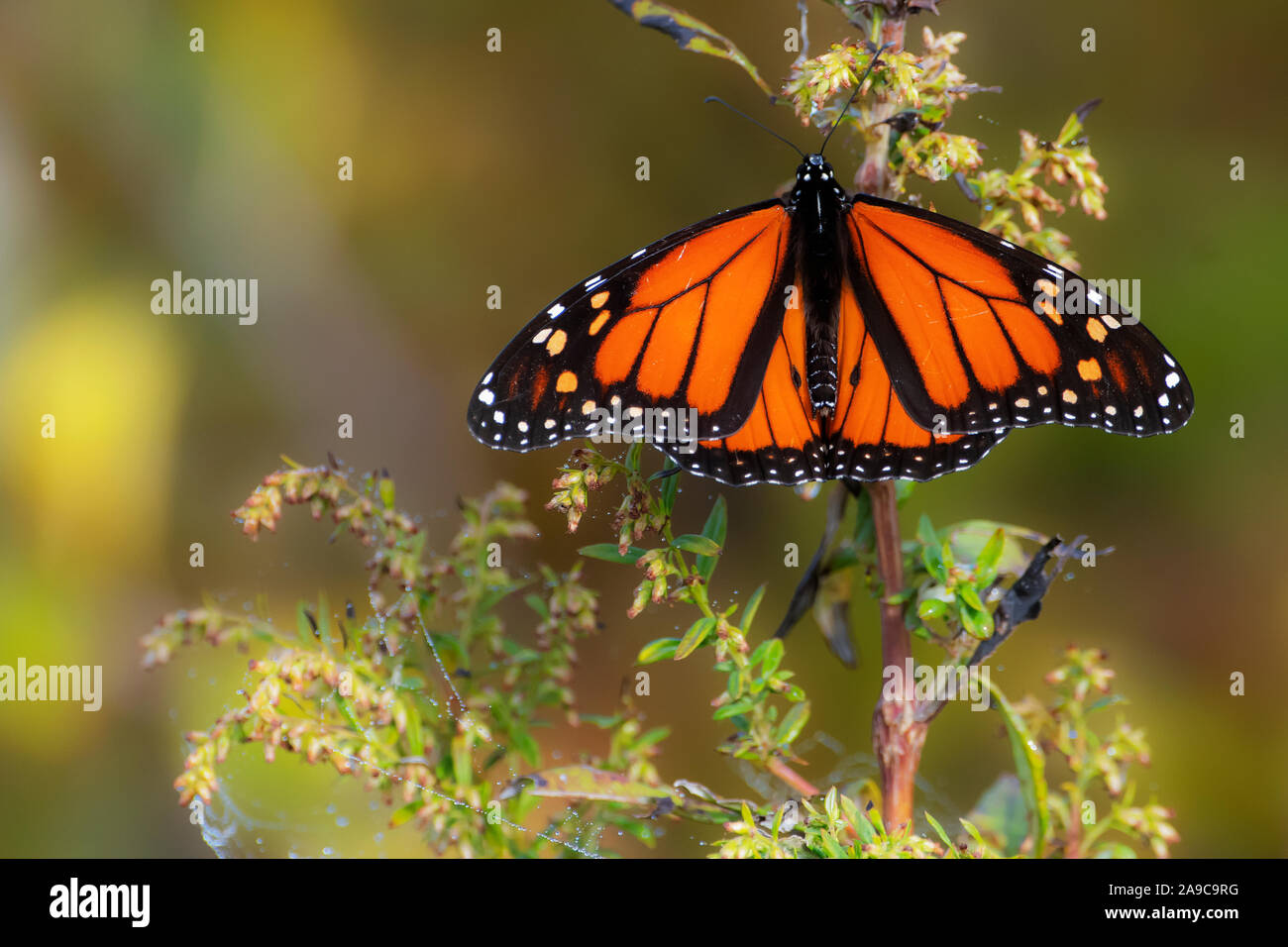 monarch butterfly during fall migration Stock Photo - Alamy