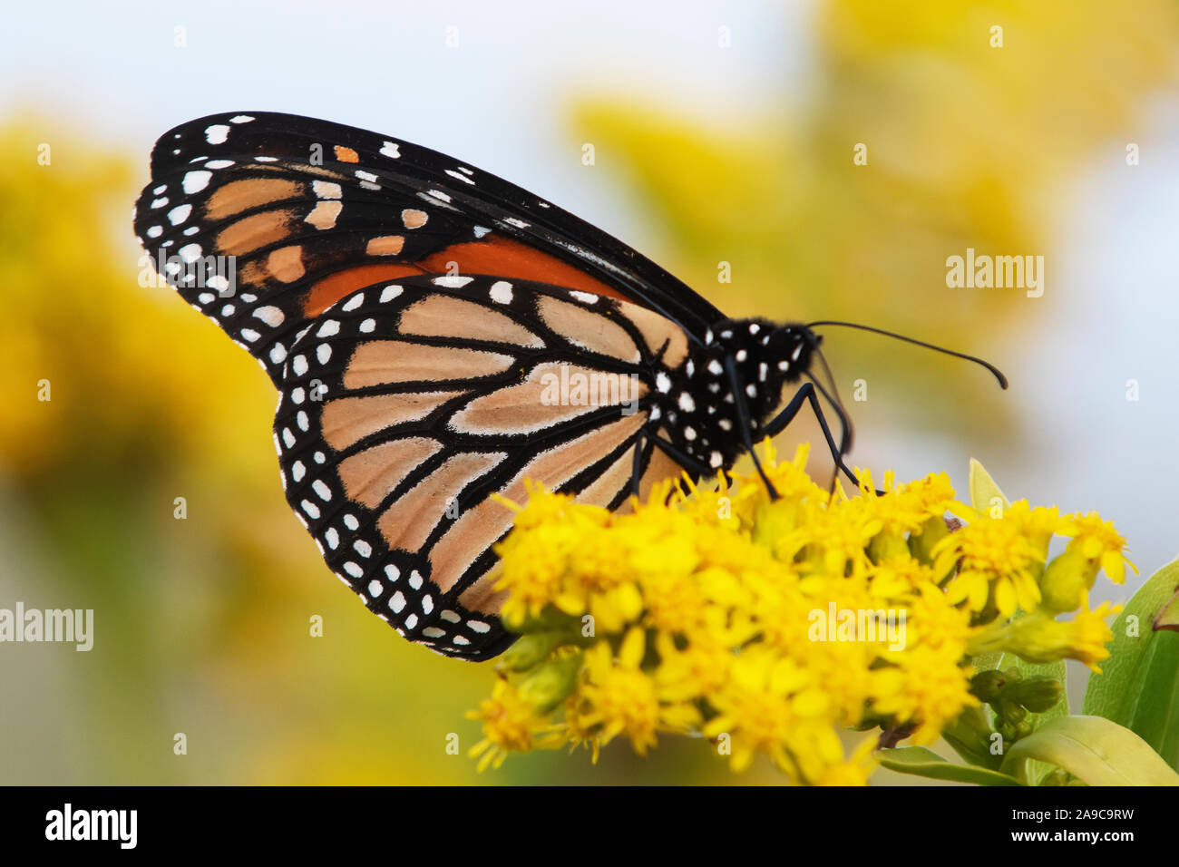 monarch butterfly during fall migration Stock Photo - Alamy