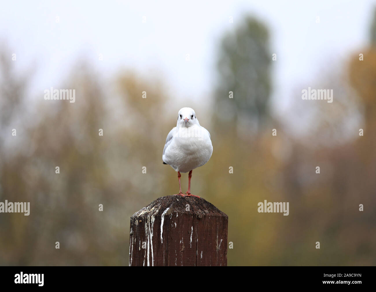 Unique seagull hi-res stock photography and images - Alamy