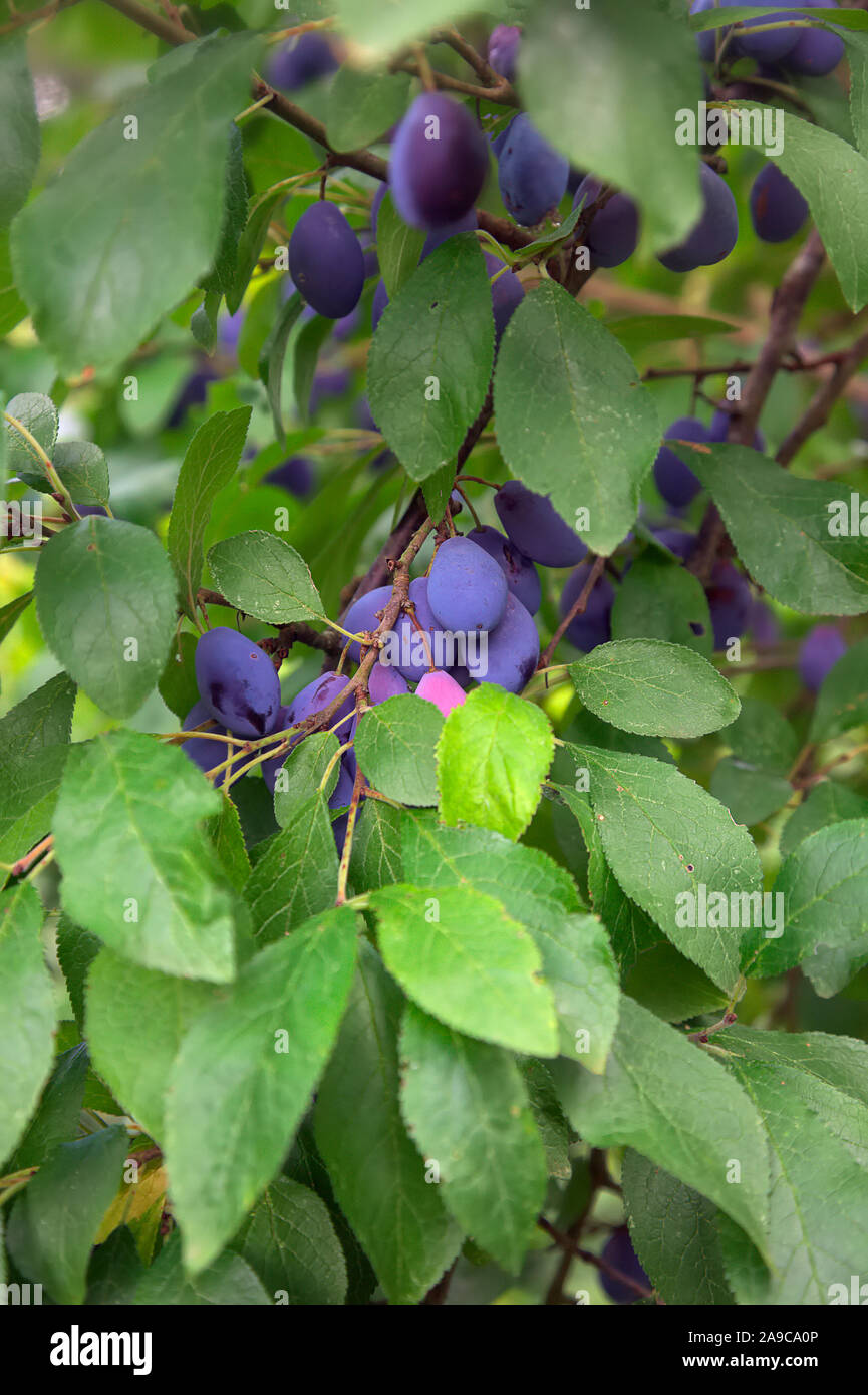 Damson ‘shropshire prune’ hi-res stock photography and images - Alamy