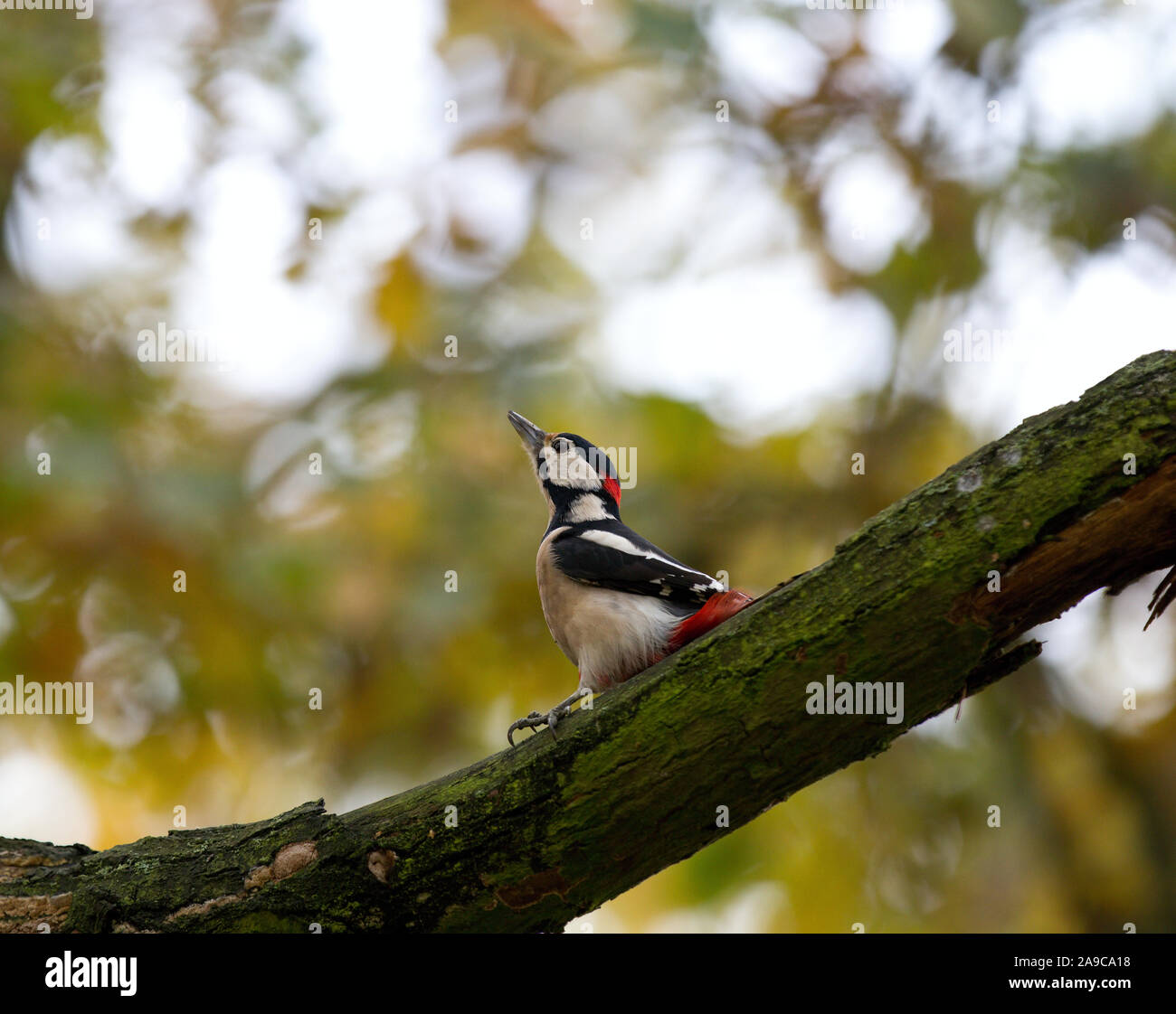 bird, the great spotted woodpecker on his ass Stock Photo - Alamy