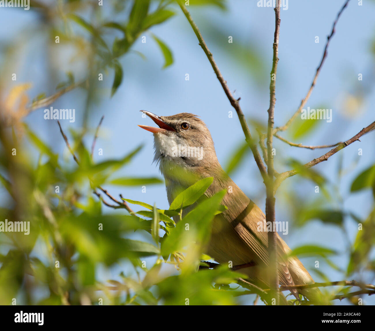 bird, Acrocephalus arundinaceus, Great reed warbler Stock Photo - Alamy