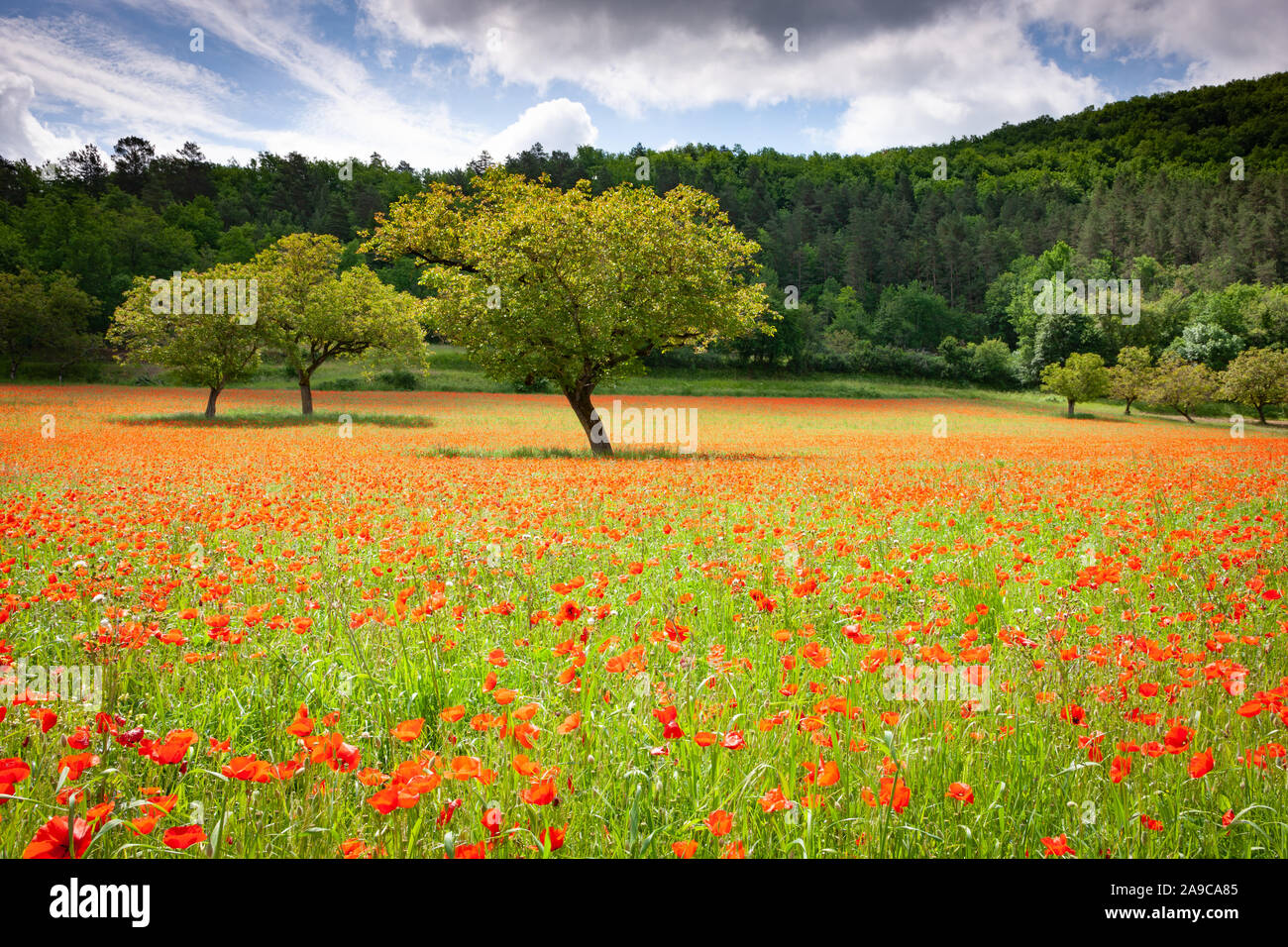 Walnut tree field in hi-res stock photography and images - Alamy