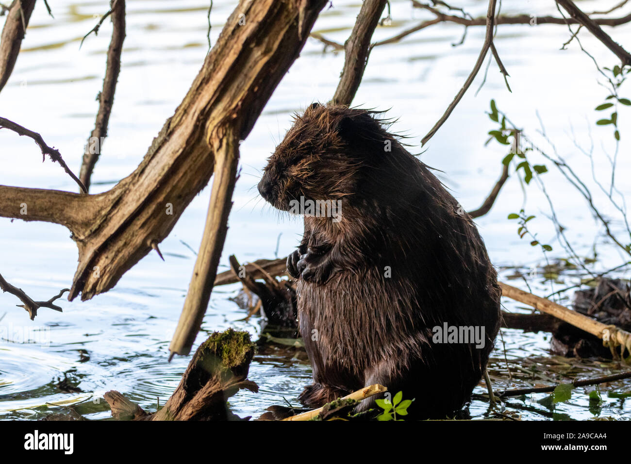 Big beaver sitting upright on shore of Canadian lake Stock Photo - Alamy