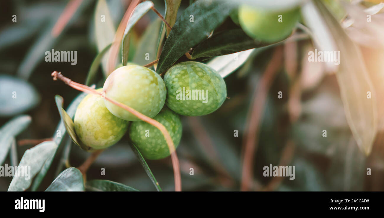 Branch with ripe green olives bunch close up. Traditional mediterranean ...