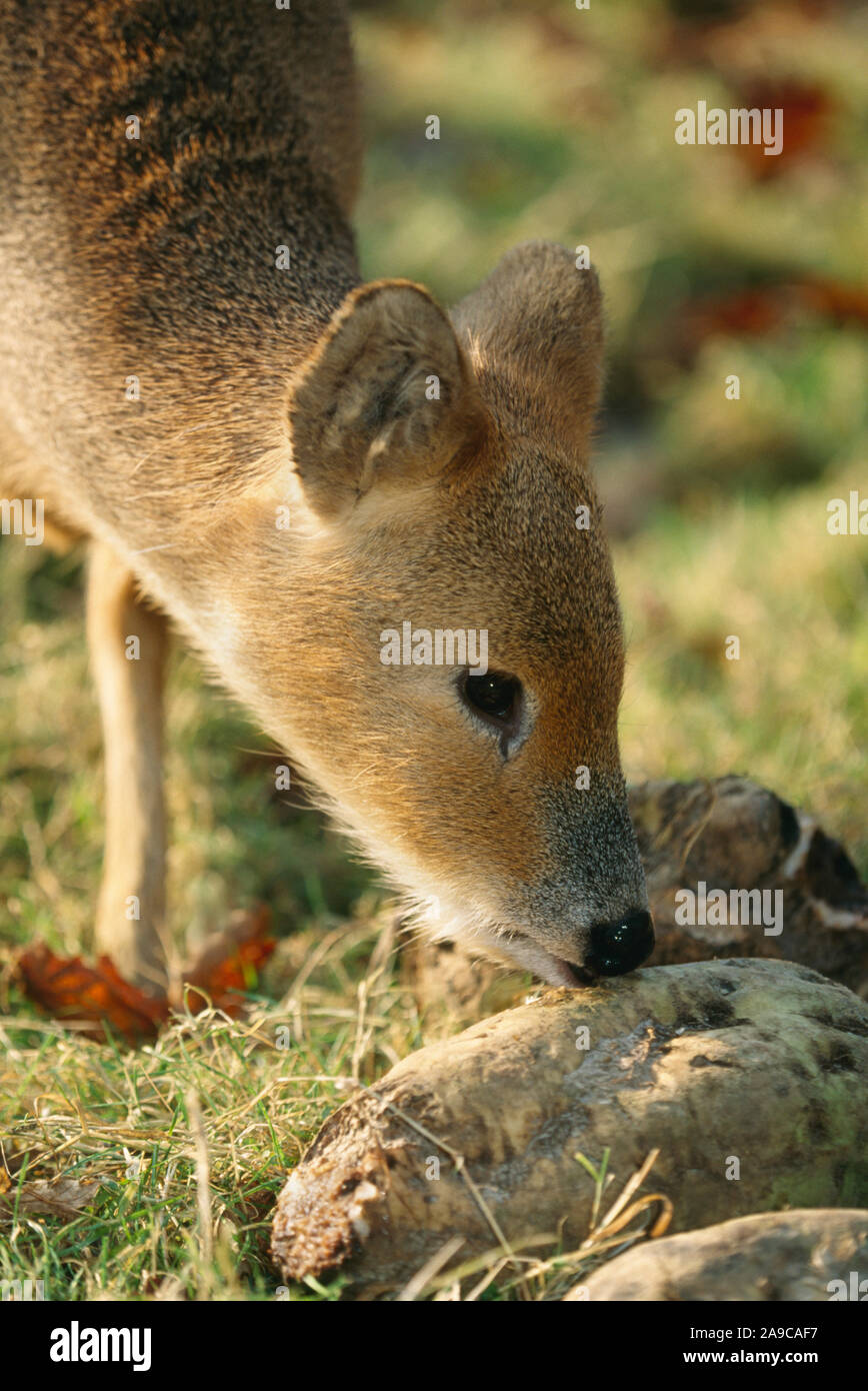 Chinese water deer winter uk hi-res stock photography and images - Alamy