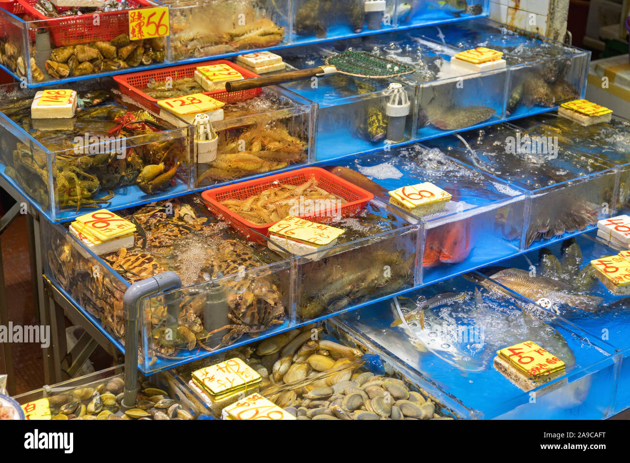Live Sea Food Species in Water Tanks Stock Photo - Alamy