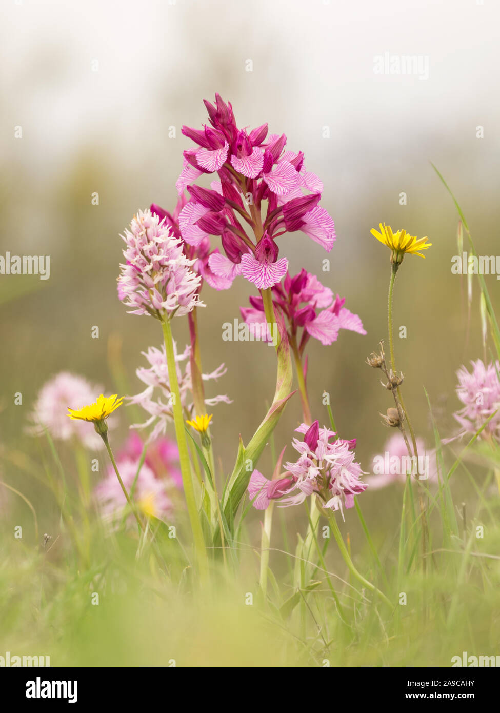 beautiful scene of flowers in spring. wild orchids: ophrys papilionacea ...