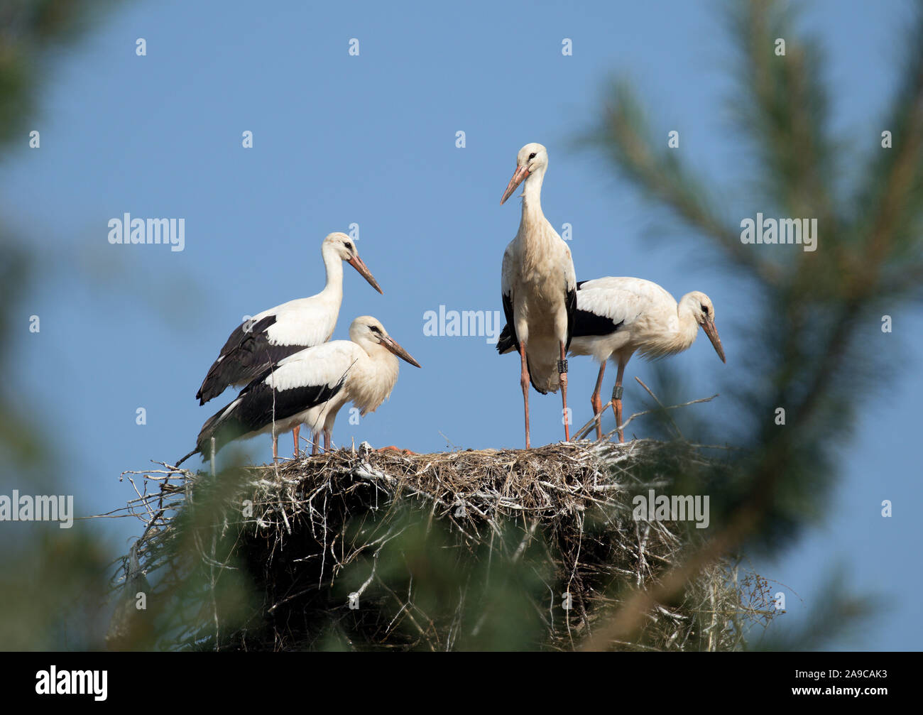 bird, stork, storks in the nest Stock Photo - Alamy