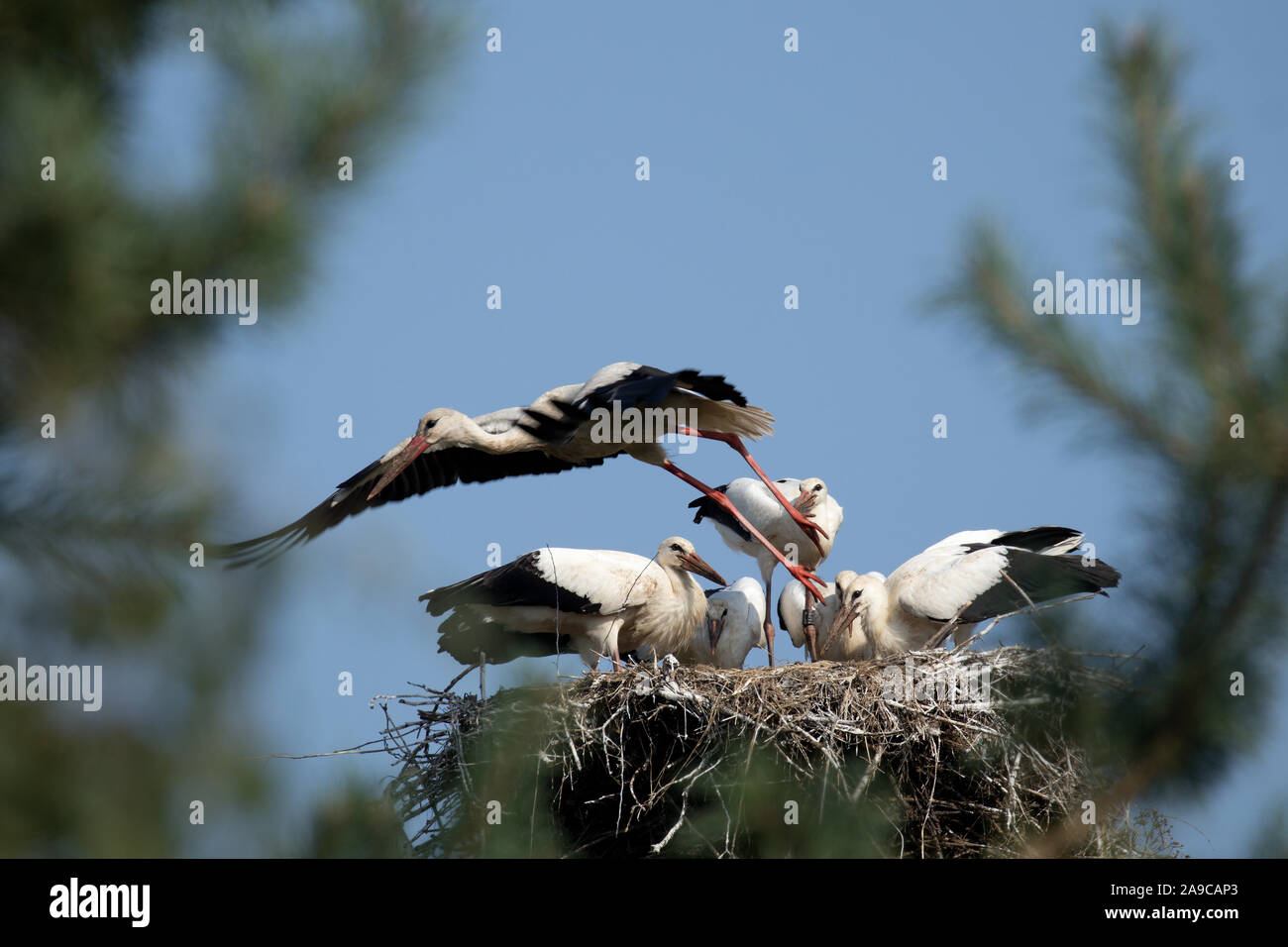 bird,storks,stork coming out of the nest Stock Photo - Alamy