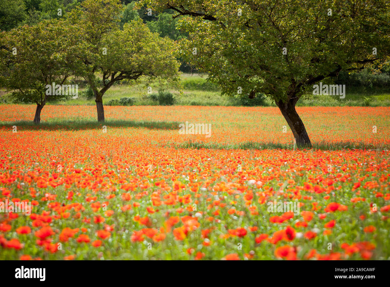 Walnut trees in a field of wild red poppies Stock Photo - Alamy