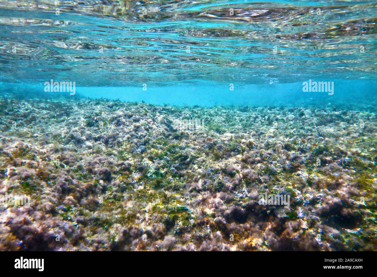 Typical rocky underwtaer reef in the Mediterranean island of Malta ...