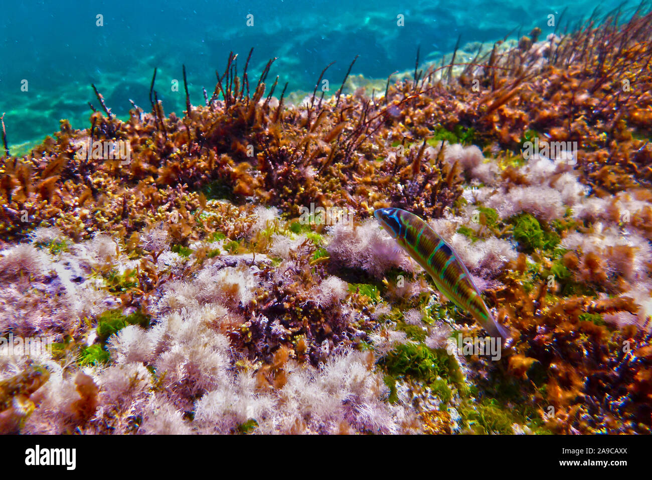 Peacock wrasse hi-res stock photography and images - Alamy