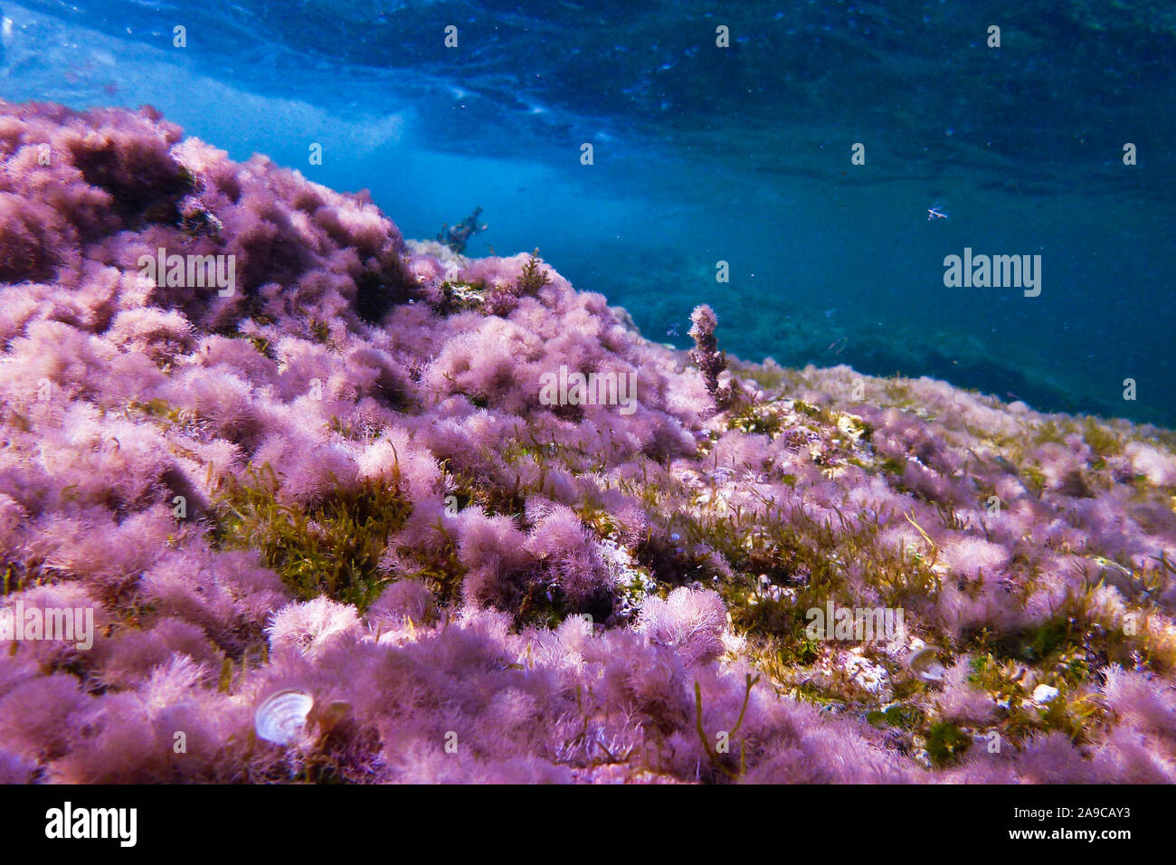 Rocky reef at Bahar ic-Caghaq in Malta Stock Photo - Alamy