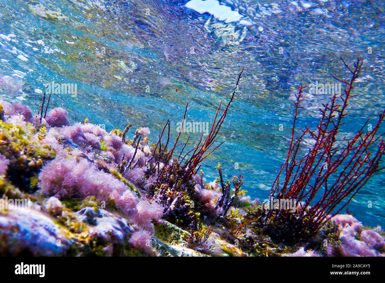Rocky reef at Bahar ic-Caghaq in Malta Stock Photo - Alamy
