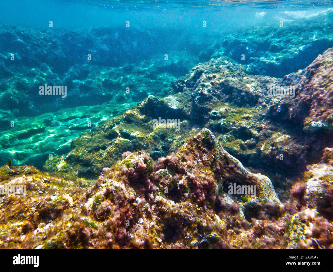 Typical rocky underwtaer reef in the Mediterranean island of Malta ...