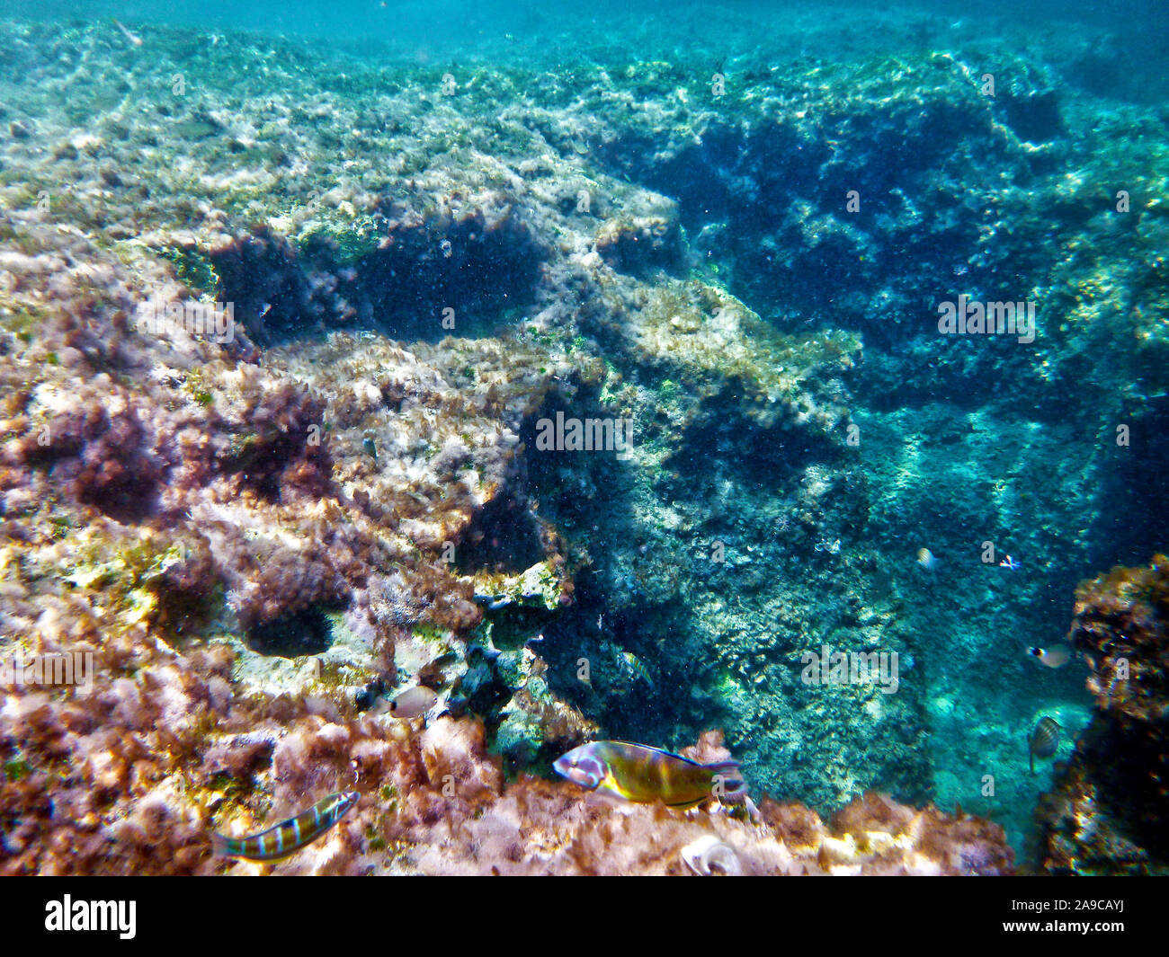 Typical rocky underwtaer reef in the Mediterranean island of Malta ...