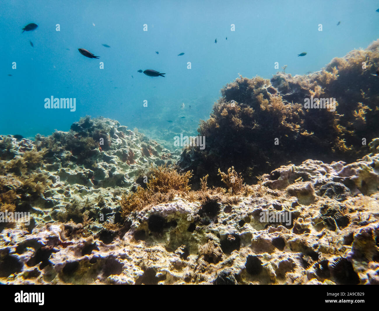 Underwater seascape showing rocky seabed and Damselfish Stock Photo - Alamy