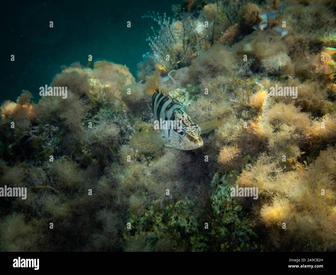 Underwater shot painted comber hi-res stock photography and images - Alamy