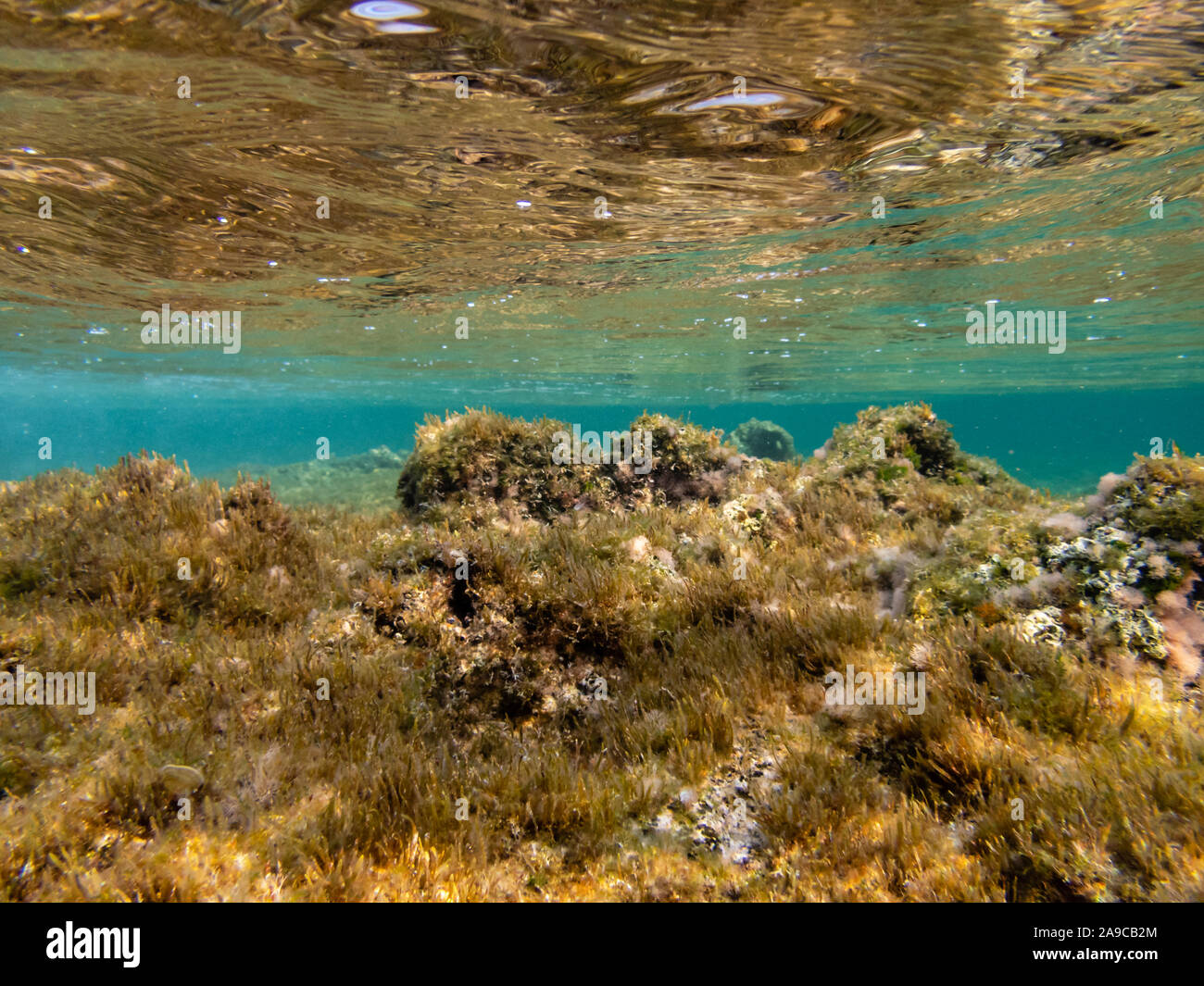 Underwater seascape showing rocky coralline seabed Stock Photo - Alamy