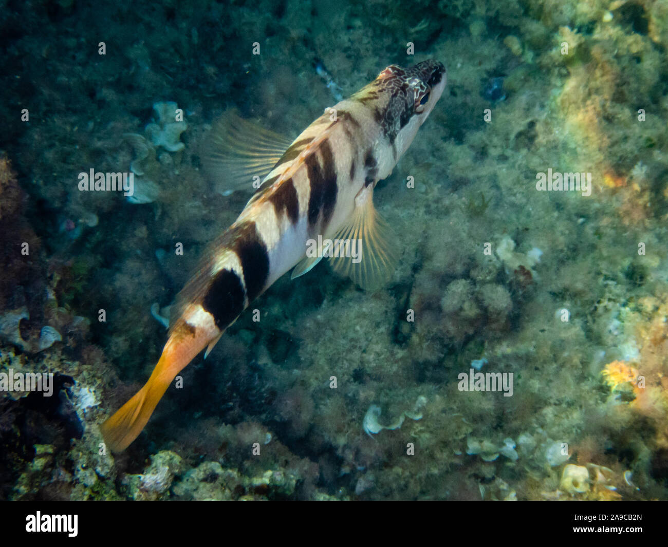 Painted Comber Fish underwater shot Stock Photo - Alamy