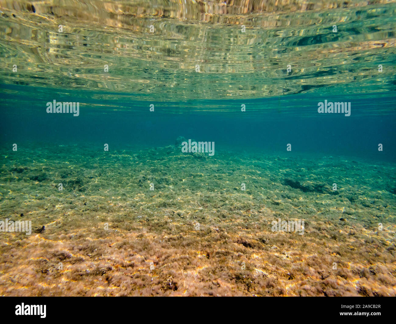Underwater seascape showing rocky coralline seabed Stock Photo - Alamy