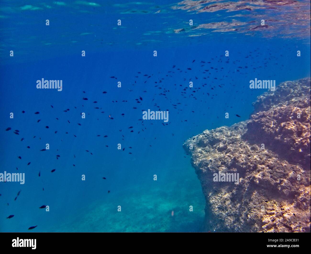 Mediterranean underwater reef with hundreds of Damselfish Stock Photo ...