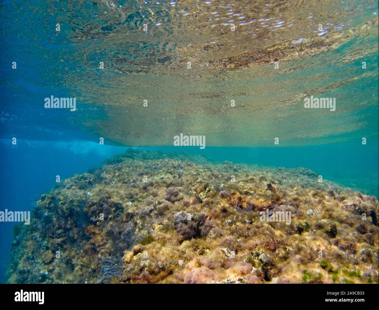 Underwater seascape showing rocky seabed Stock Photo - Alamy